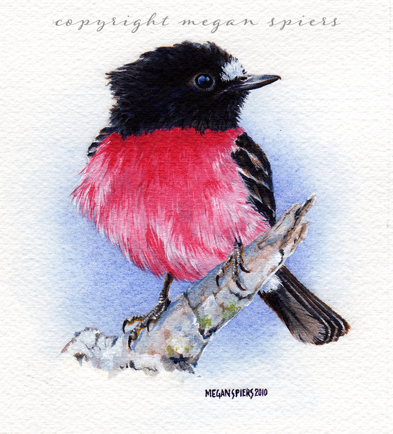 pink robin – Dr Megan Spiers