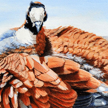 flock bronzewing – Dr Megan Spiers