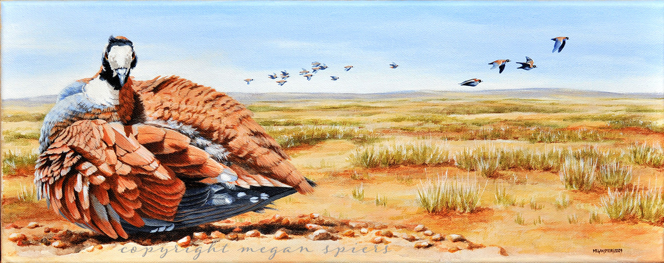 flock bronzewing – Dr Megan Spiers
